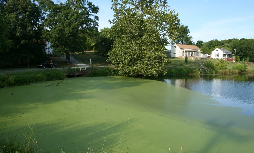 Coping with pond algae, a guide - Warehouse Aquatics