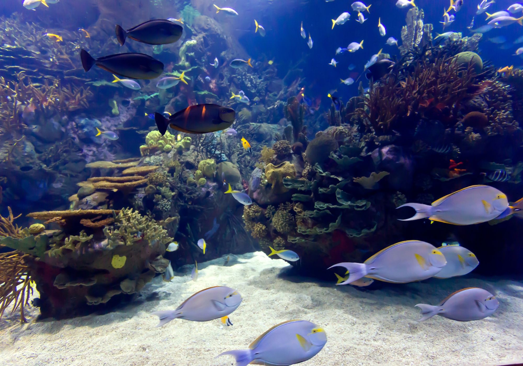 Fish tank background tips | Everything you need to know